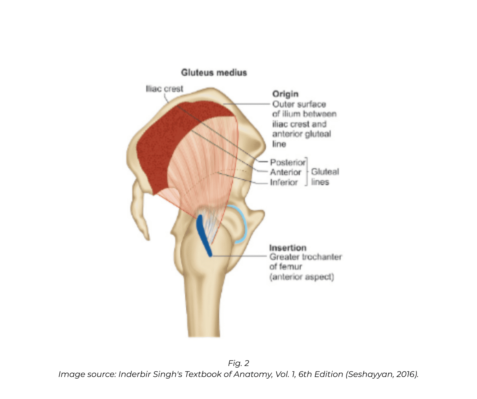 Unlocking the Glute Medius: Why Fiber Differentiation, Lengthening, and ...